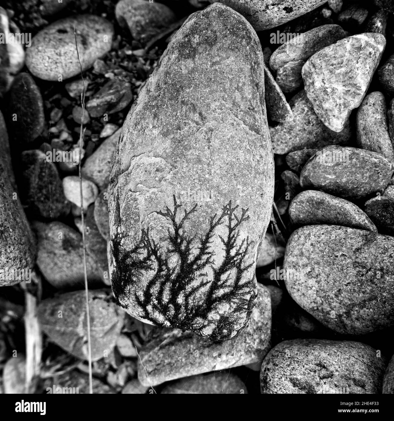 Natural artwork, made by lichens on a rock, that look like dendrites or ...