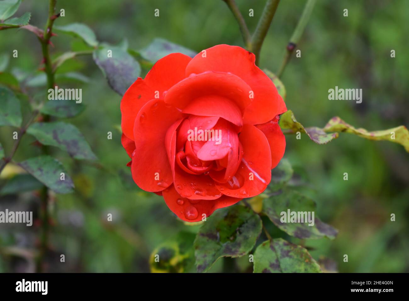 Closeup of a beautiful floribunda red rose in a garden Stock Photo - Alamy