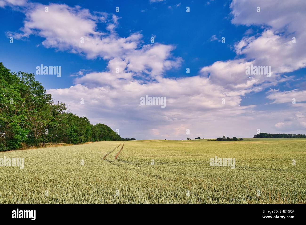 idyllic field in Brandenburg with beautiful cloudy sky in summer Stock ...