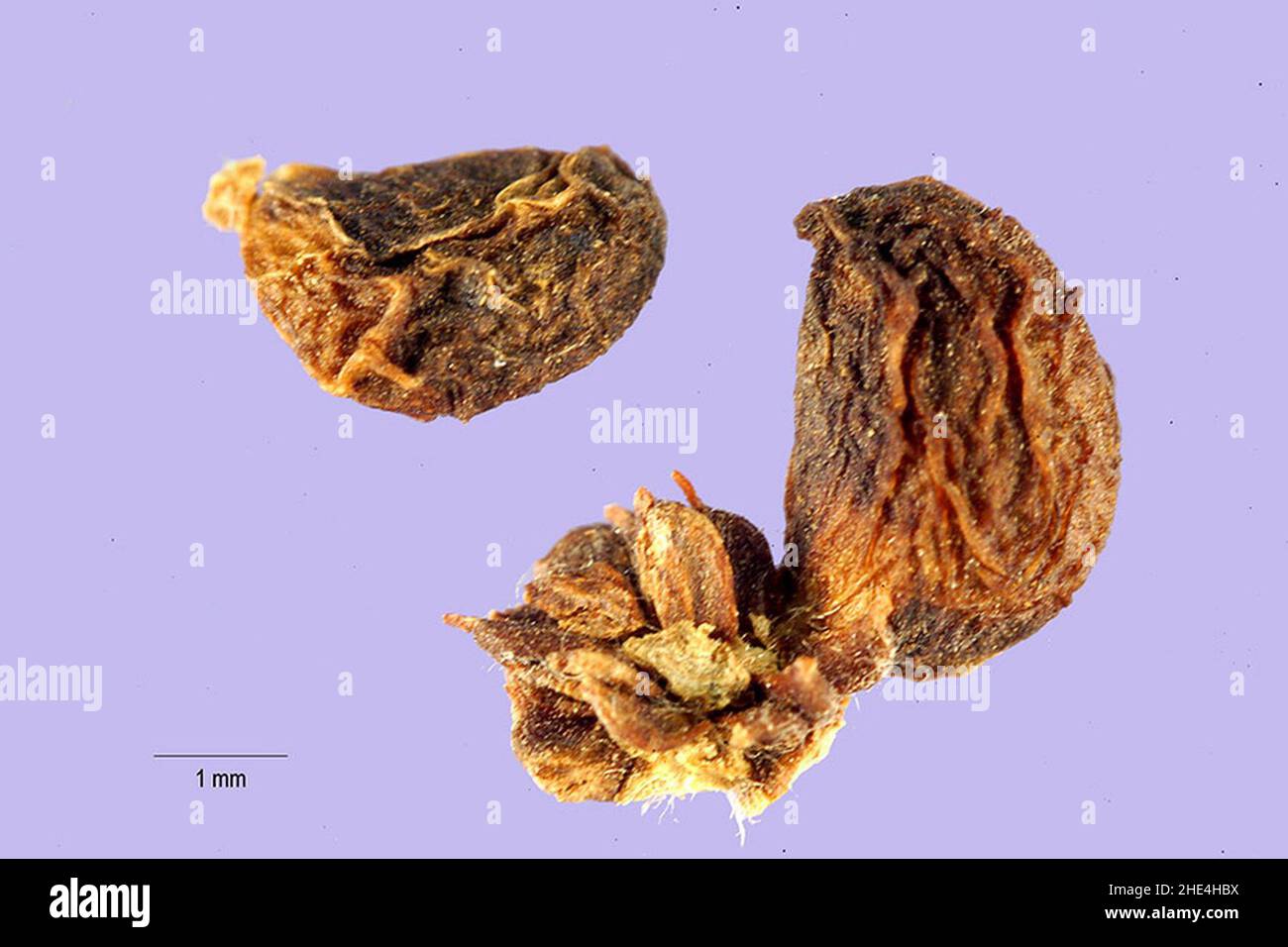 Rubus macrophyllus seeds Stock Photo - Alamy