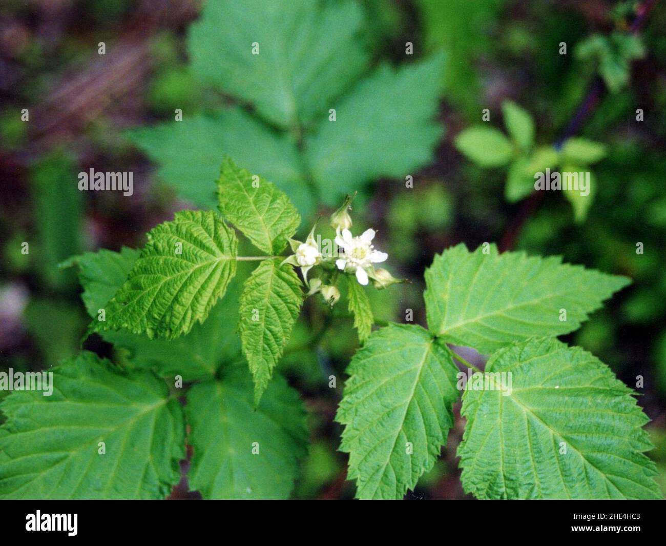 Rubus occidentalis NRCS-1 Stock Photo - Alamy