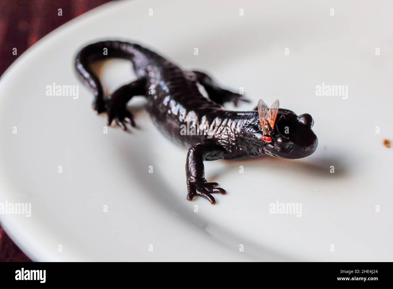 Reptile plate hi-res stock photography and images - Alamy