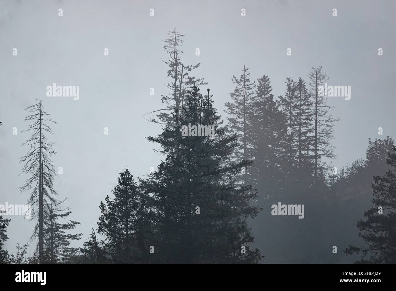 Dense trees covered by heavy smog Stock Photo - Alamy