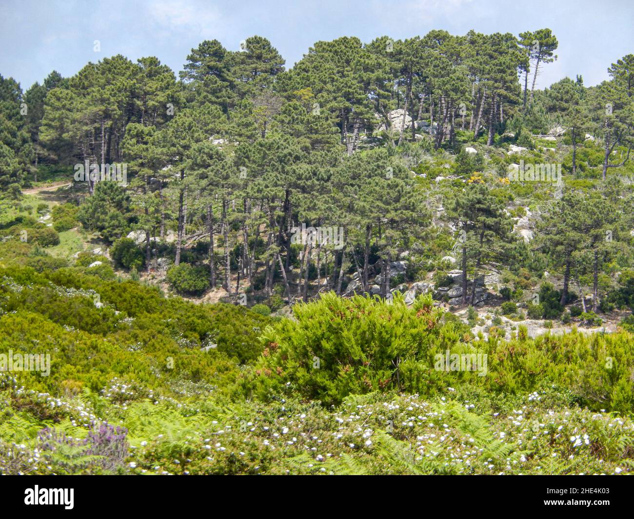 Elba italy forest hi-res stock photography and images - Alamy