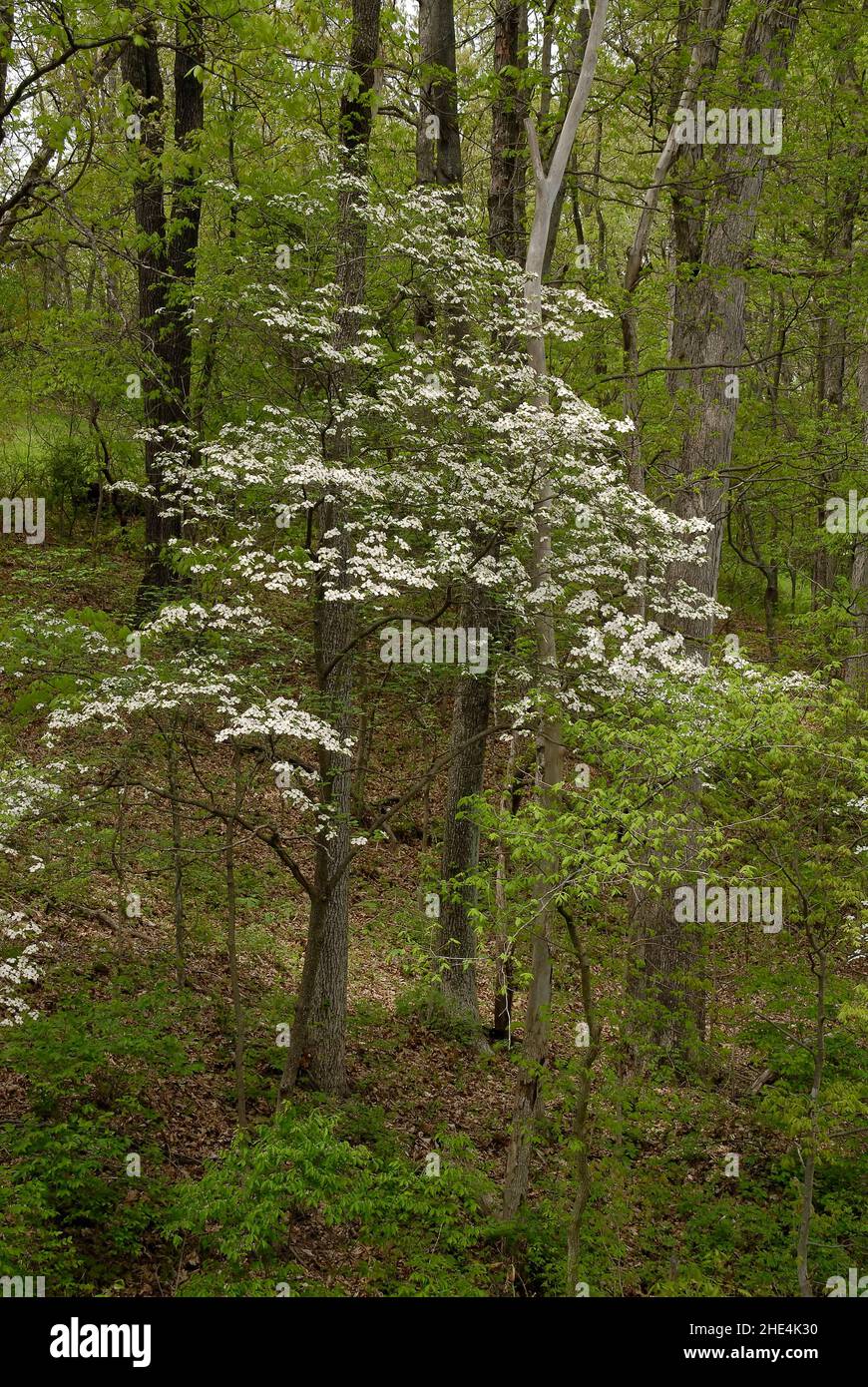 Dogwood grass hi-res stock photography and images - Alamy