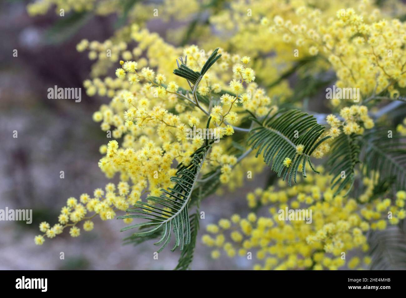 Mimosa blooming hi-res stock photography and images - Alamy