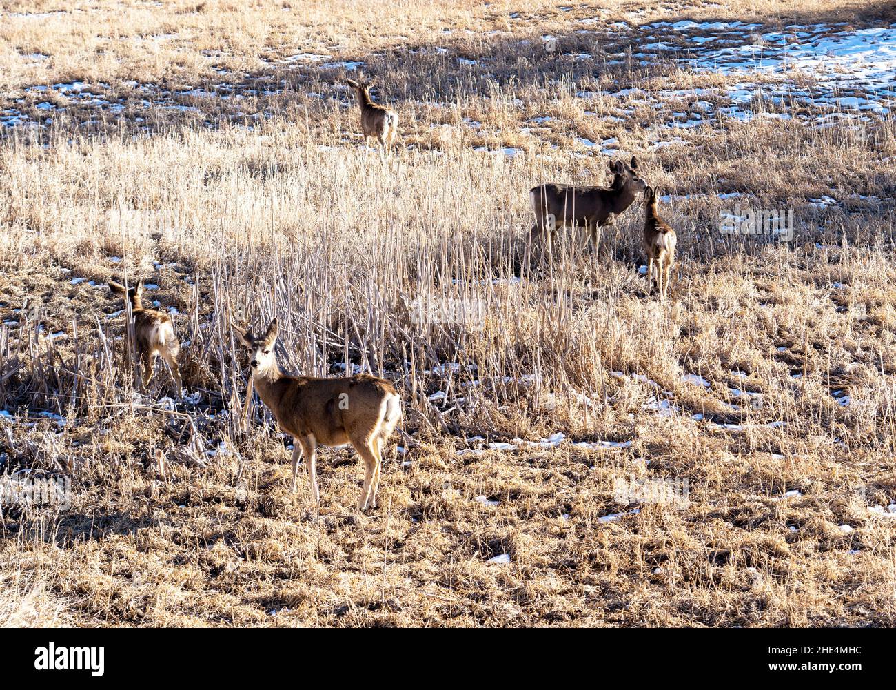 The herd of Mule Deer in the field Stock Photo - Alamy