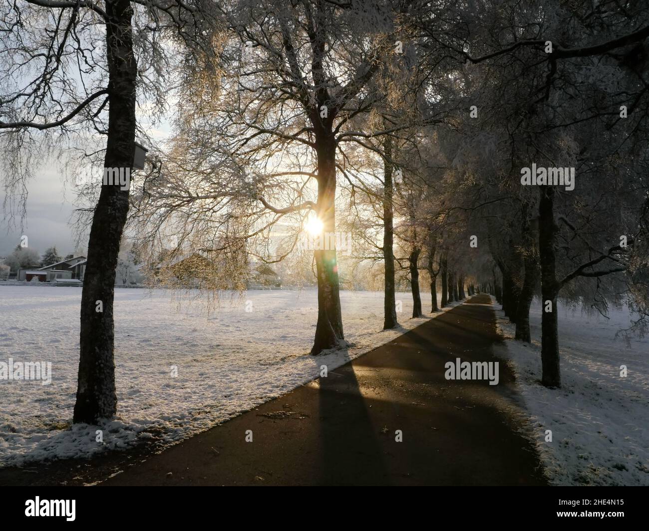 Asphalt alley in countryside Stock Photo - Alamy