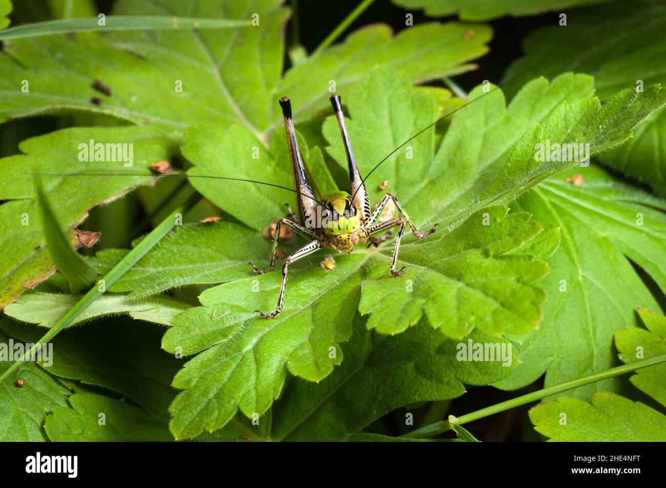 Macro of a bright colorful bush-cricket sitting on grass Stock Photo ...