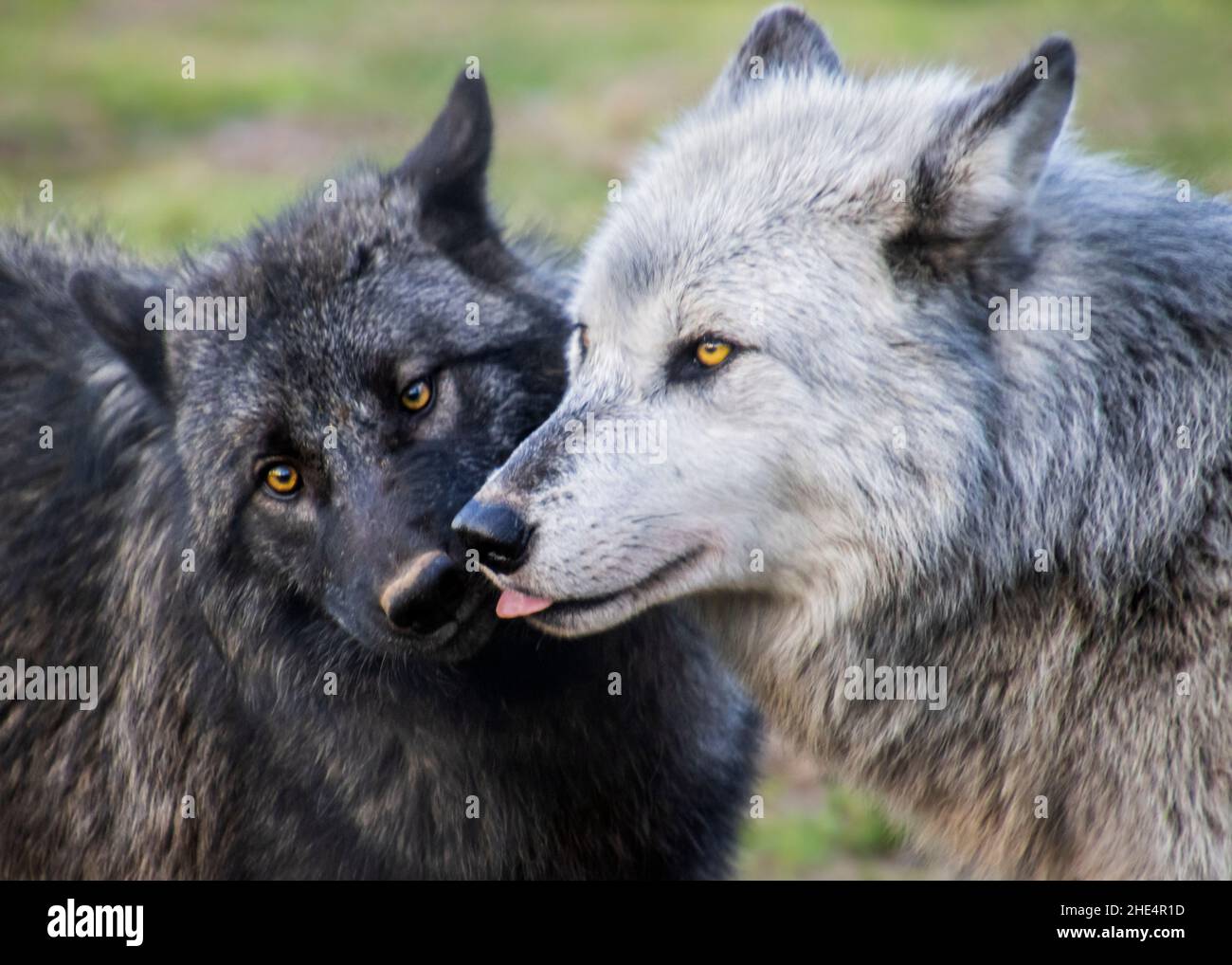 Beautiful Wolves In Love