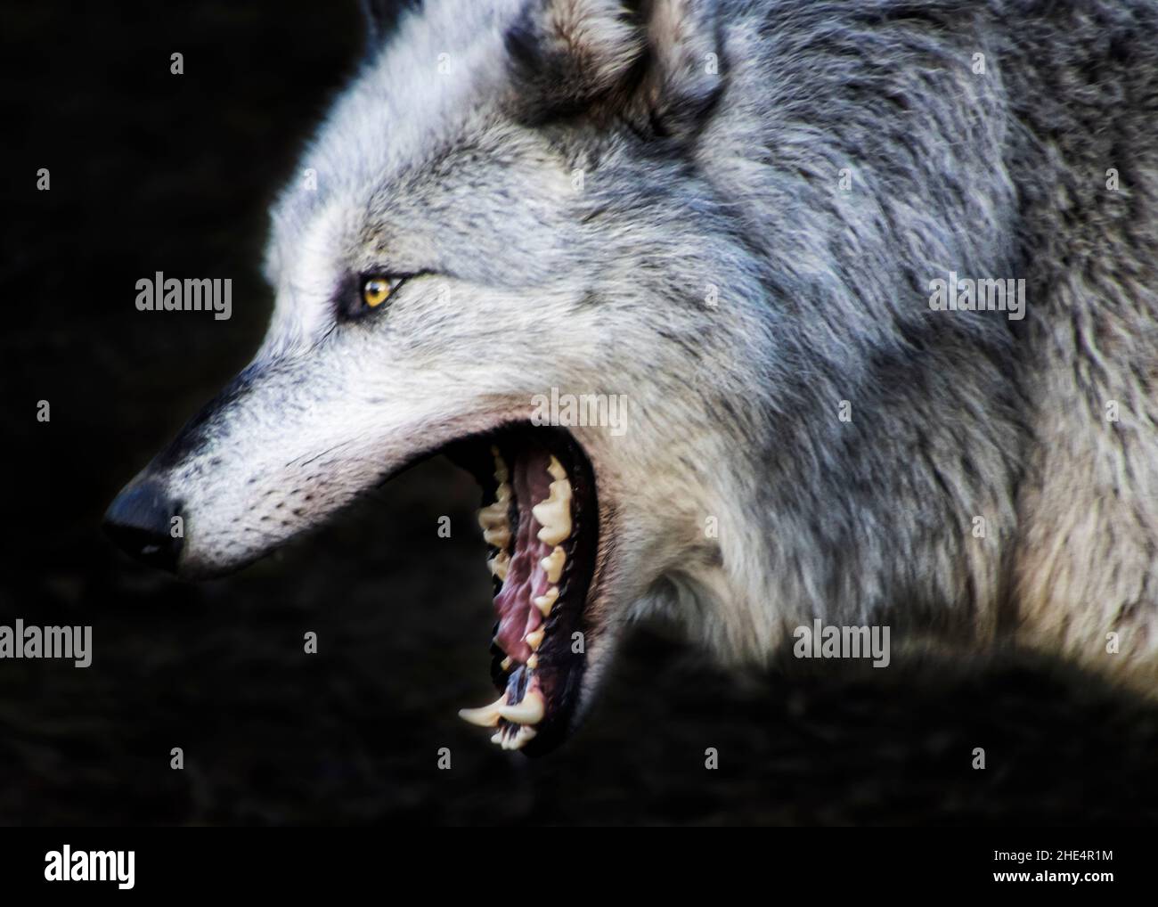 Beautiful female timber wolf autumn portrait. White and grey body with ...