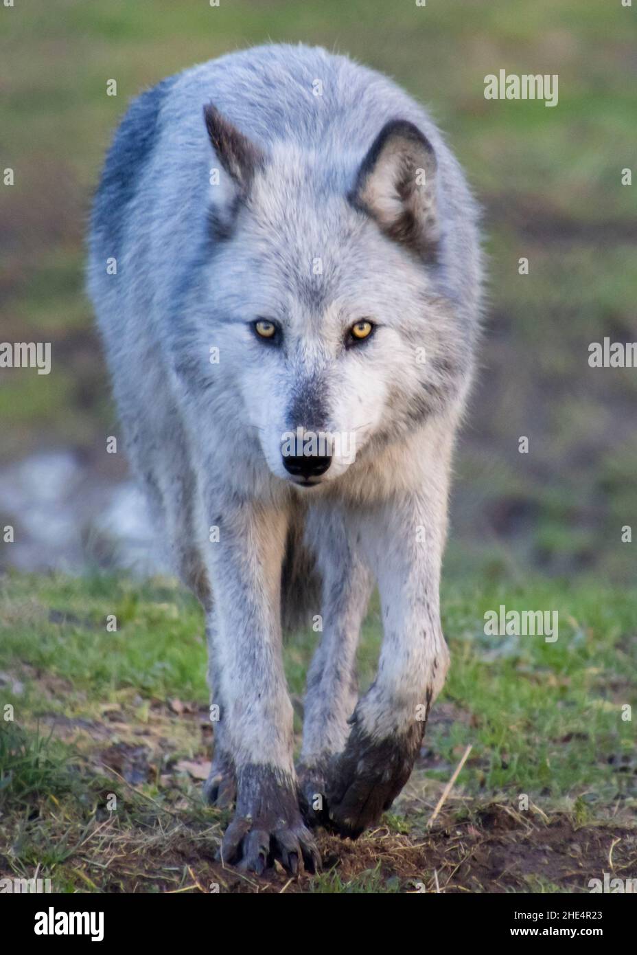 Beautiful female timber wolf walking in the autumn. Grey and white body ...