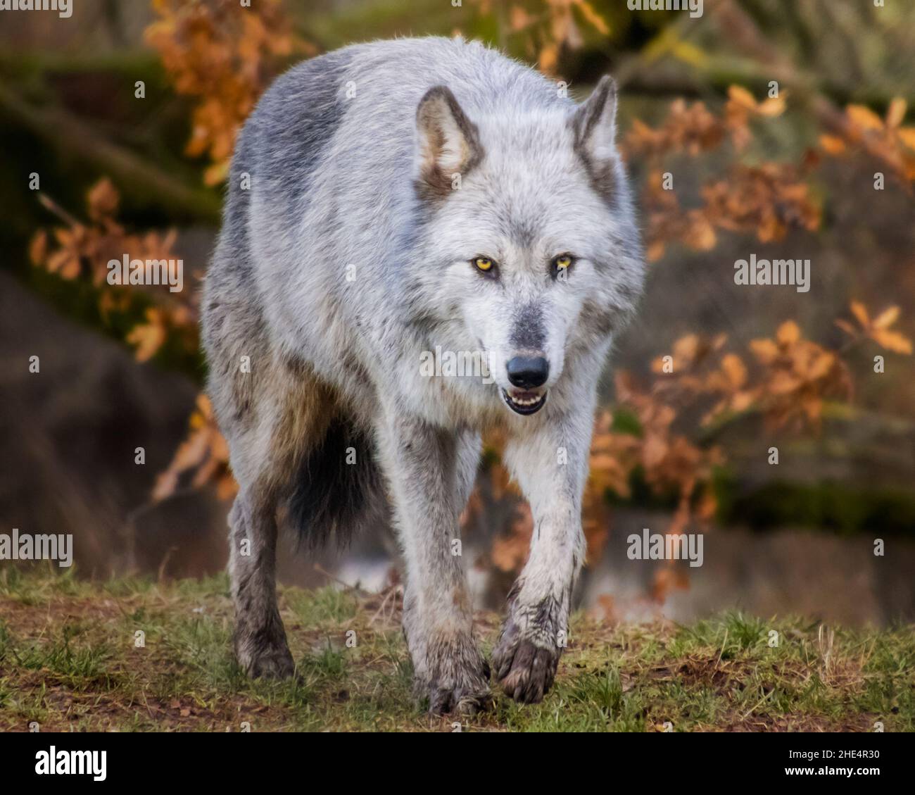 Beautiful female timber wolf walking in the autumn. Grey and white body ...