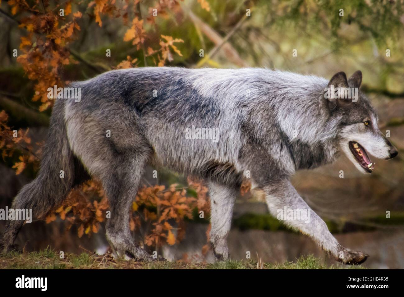 Timber wolf animal foliage of background and grass hi-res stock ...