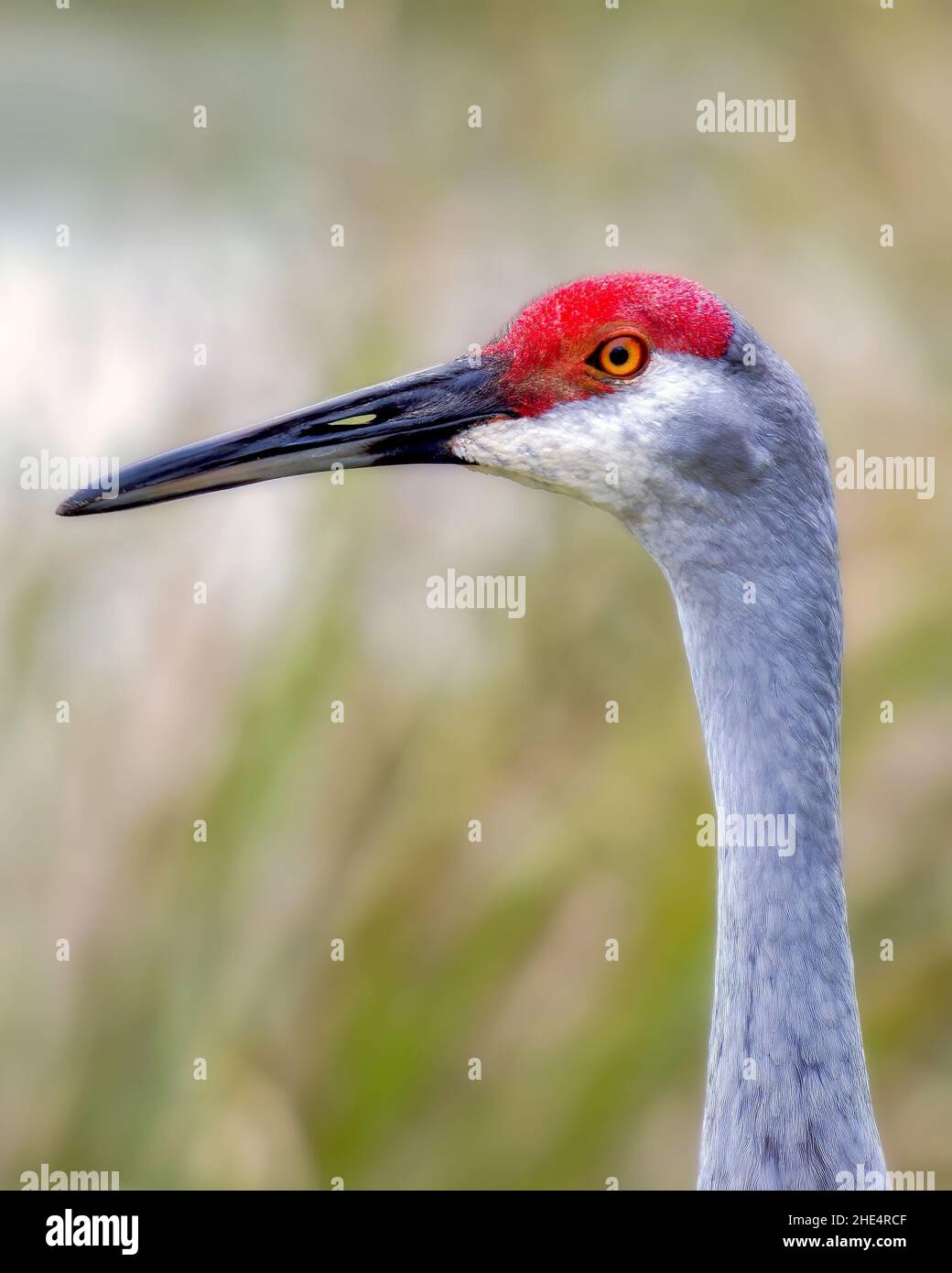 Sand Hill Crane Head Shot with Beautiful Background Stock Photo - Alamy