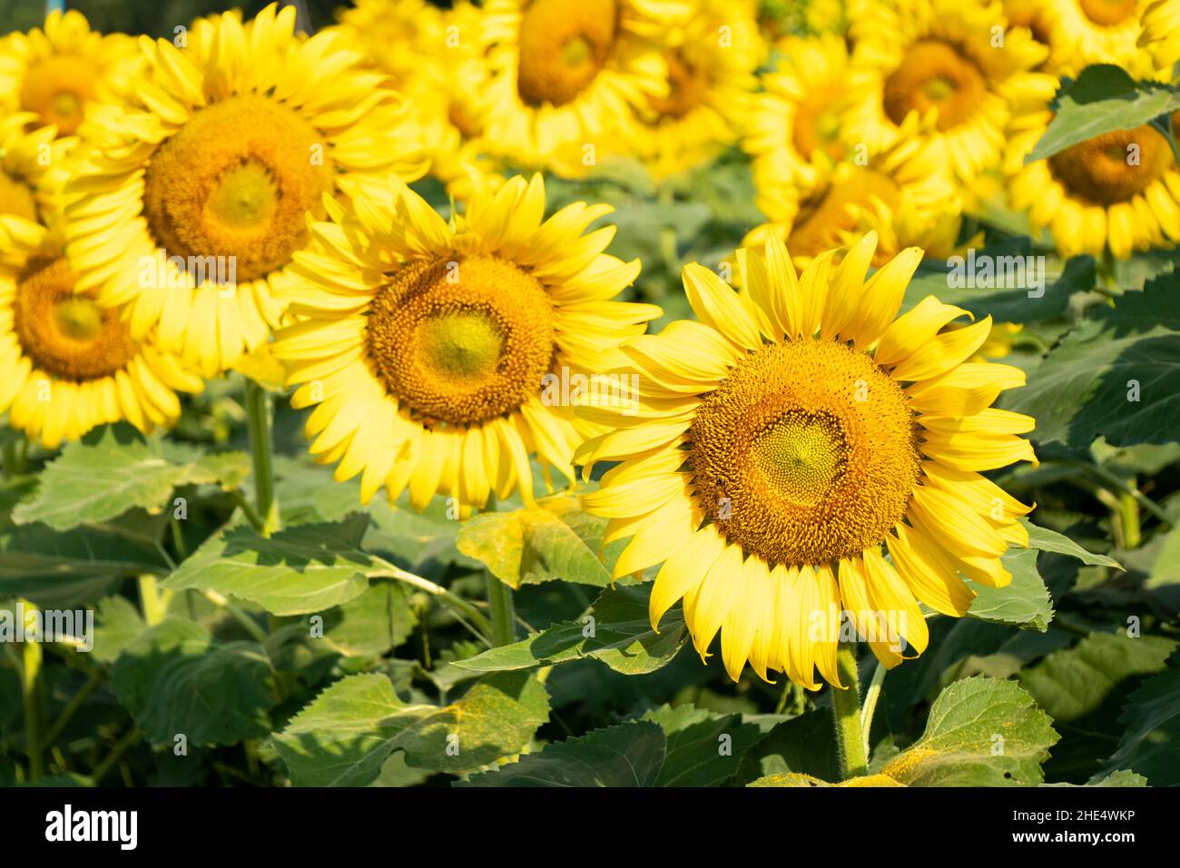 Beautiful yellow color sunflower in the agriculture farm background ...