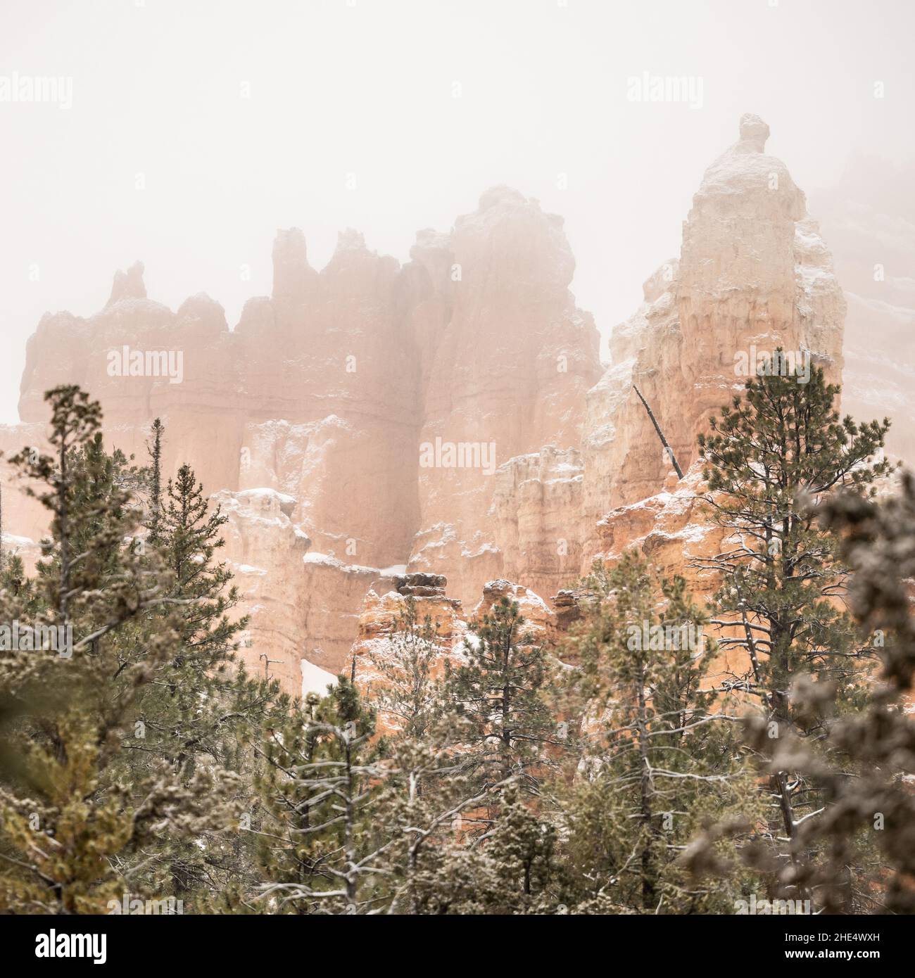 Thick Fog Mixes with Snow Over Bryce Hoodoos and Pine Trees During a ...