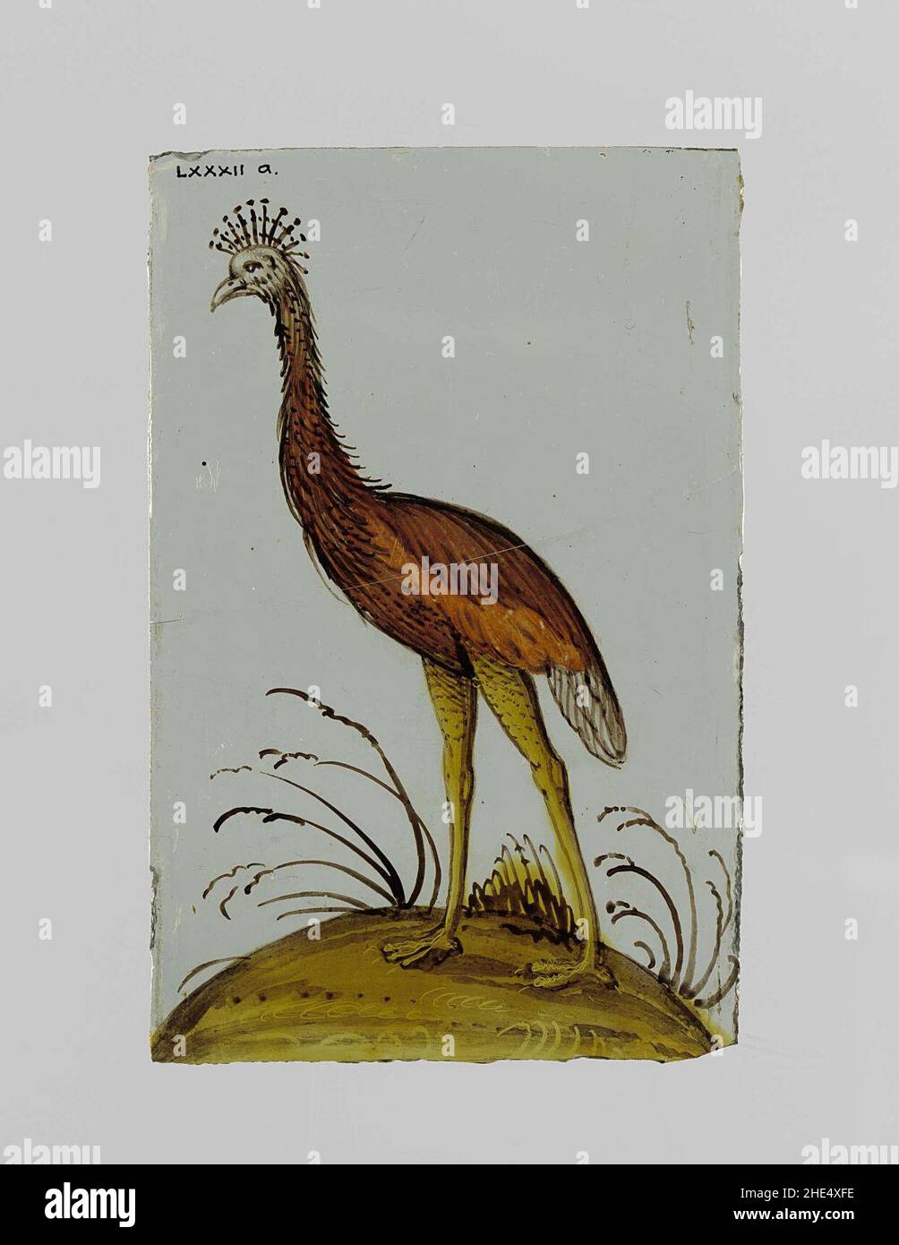 Loopvogel hi-res stock photography and images - Alamy