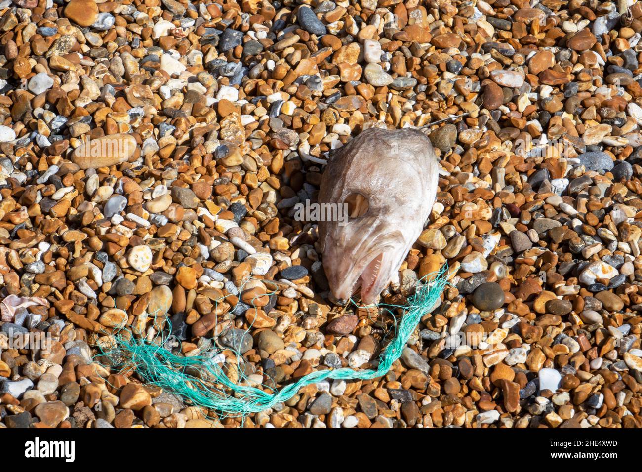 Discarded fish head on Hastings Stade fishermen's beach, East Sussex ...