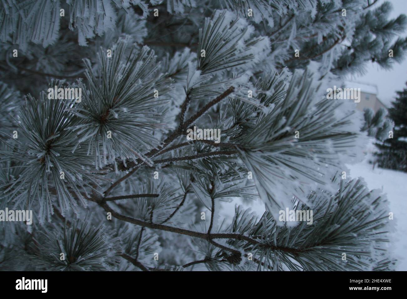 Detail shots of evergreen branches covered in crystalized snow and ...