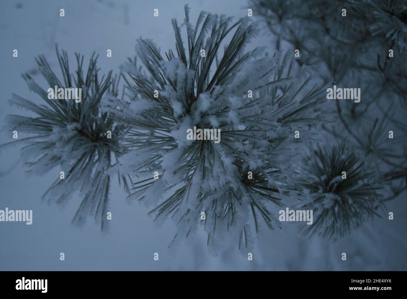 Detail shots of evergreen branches covered in crystalized snow and ...