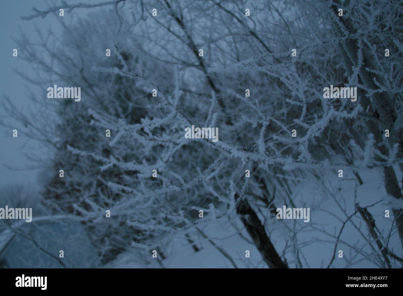 Detail shots of evergreen branches covered in crystalized snow and ...