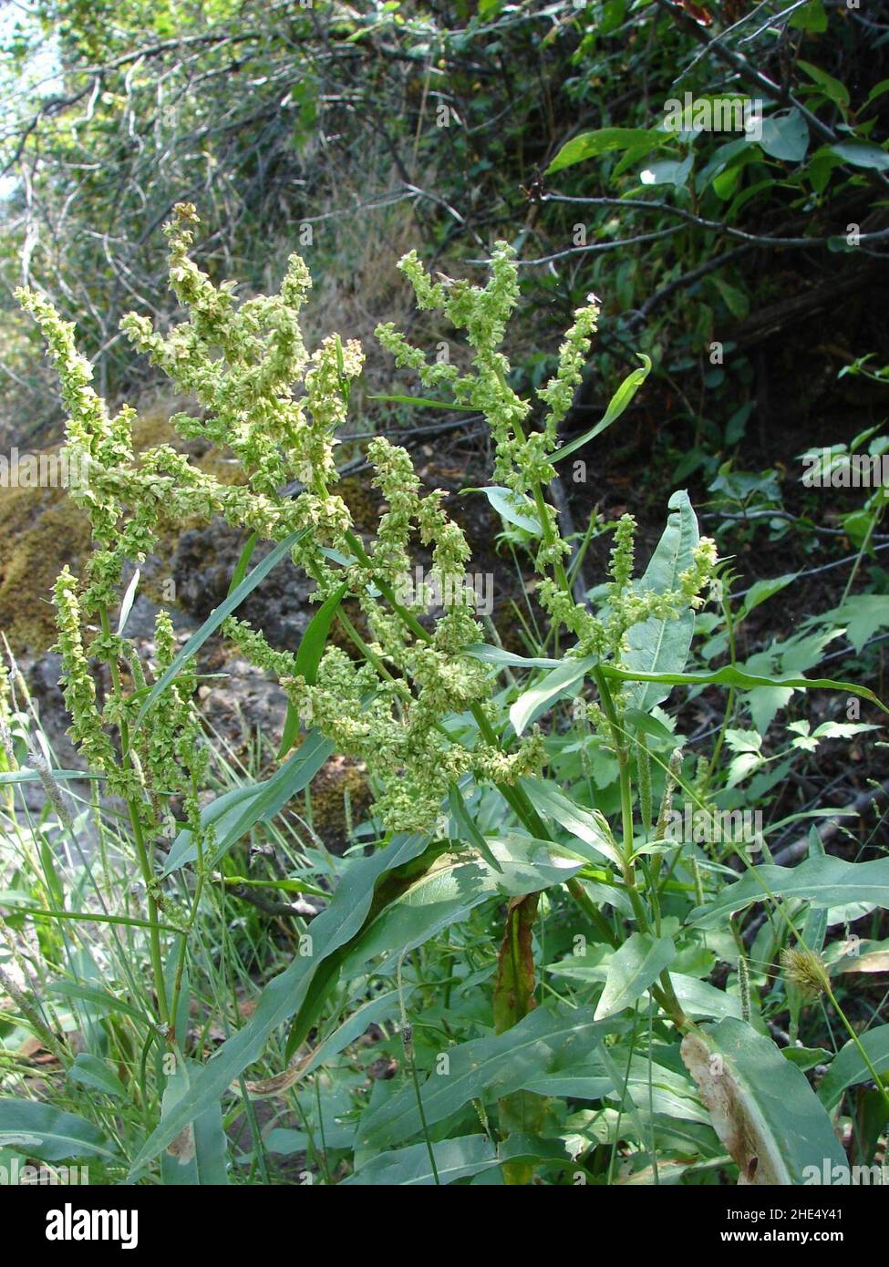 Rumex salicifolius NRCS-003 Stock Photo - Alamy