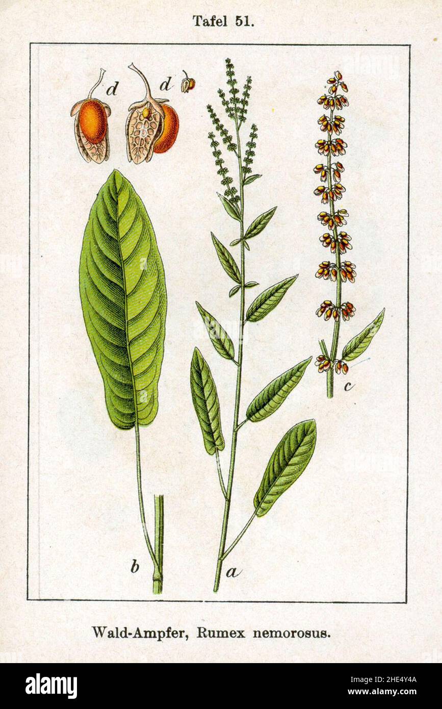 Rumex nemorosus Sturm51 Stock Photo - Alamy