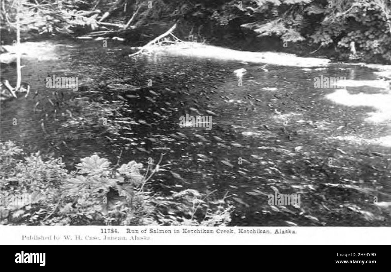 Run of salmon on Ketchikan Creek, Ketchikan, Alaska, circa 1900-1908 ...