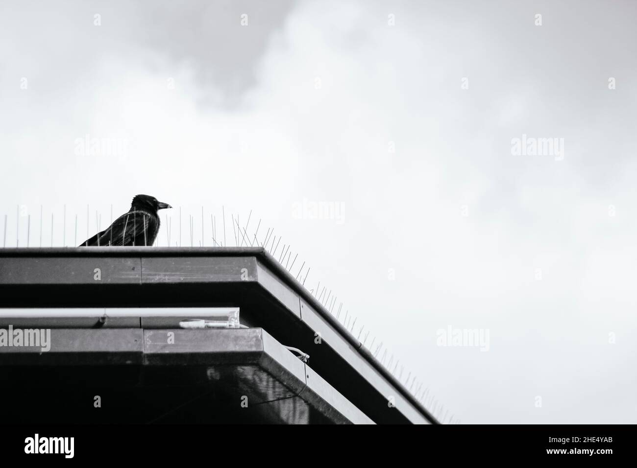 a pigeon perched on a ledge in paris, france Stock Photo - Alamy