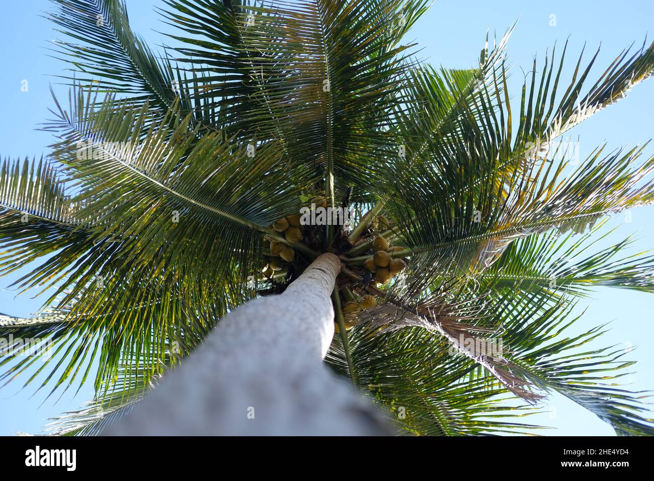 coconut tree taken from below when the weather is sunny Stock Photo - Alamy