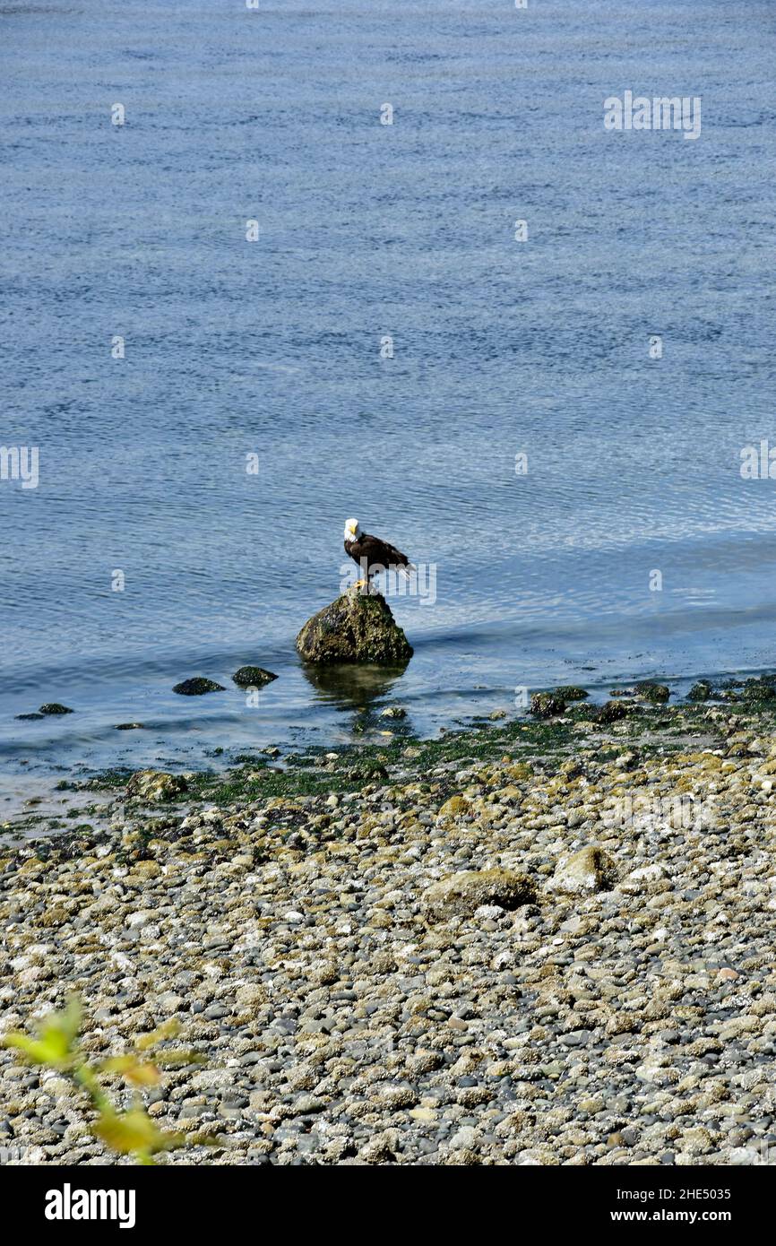 A bald eagle perched on a rock off Bainbridge Island, Washington Stock ...