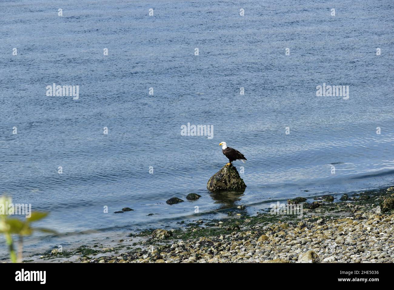 A bald eagle perched on a rock off Bainbridge Island, Washington Stock ...