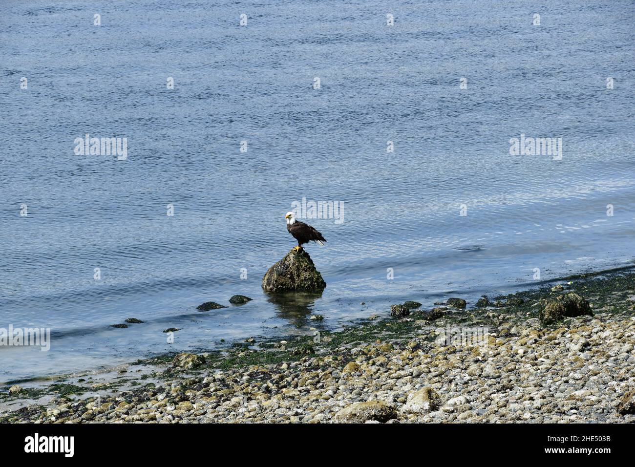 Puget sound bald eagle hi-res stock photography and images - Alamy