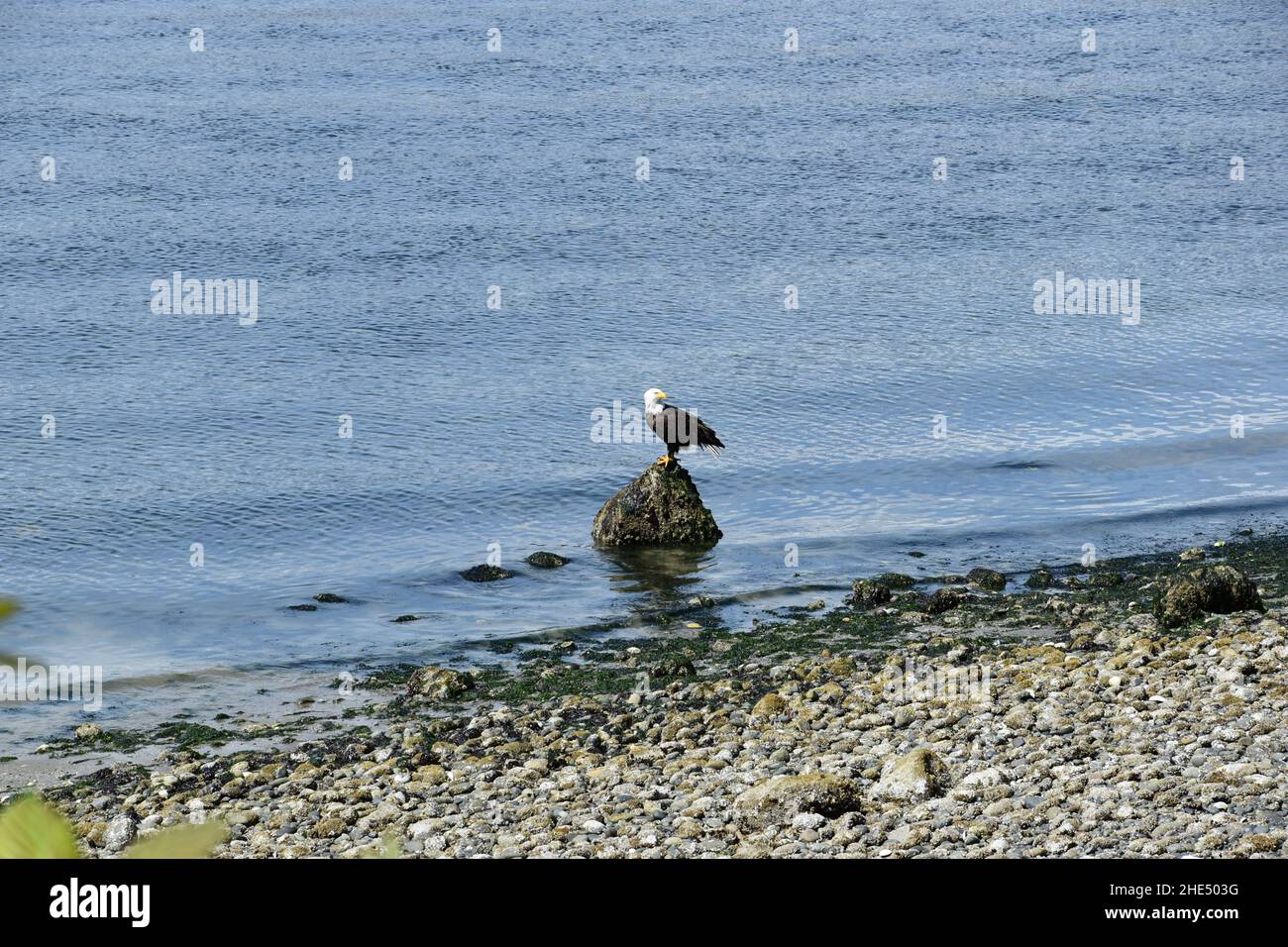 Puget sound bald eagle hi-res stock photography and images - Alamy