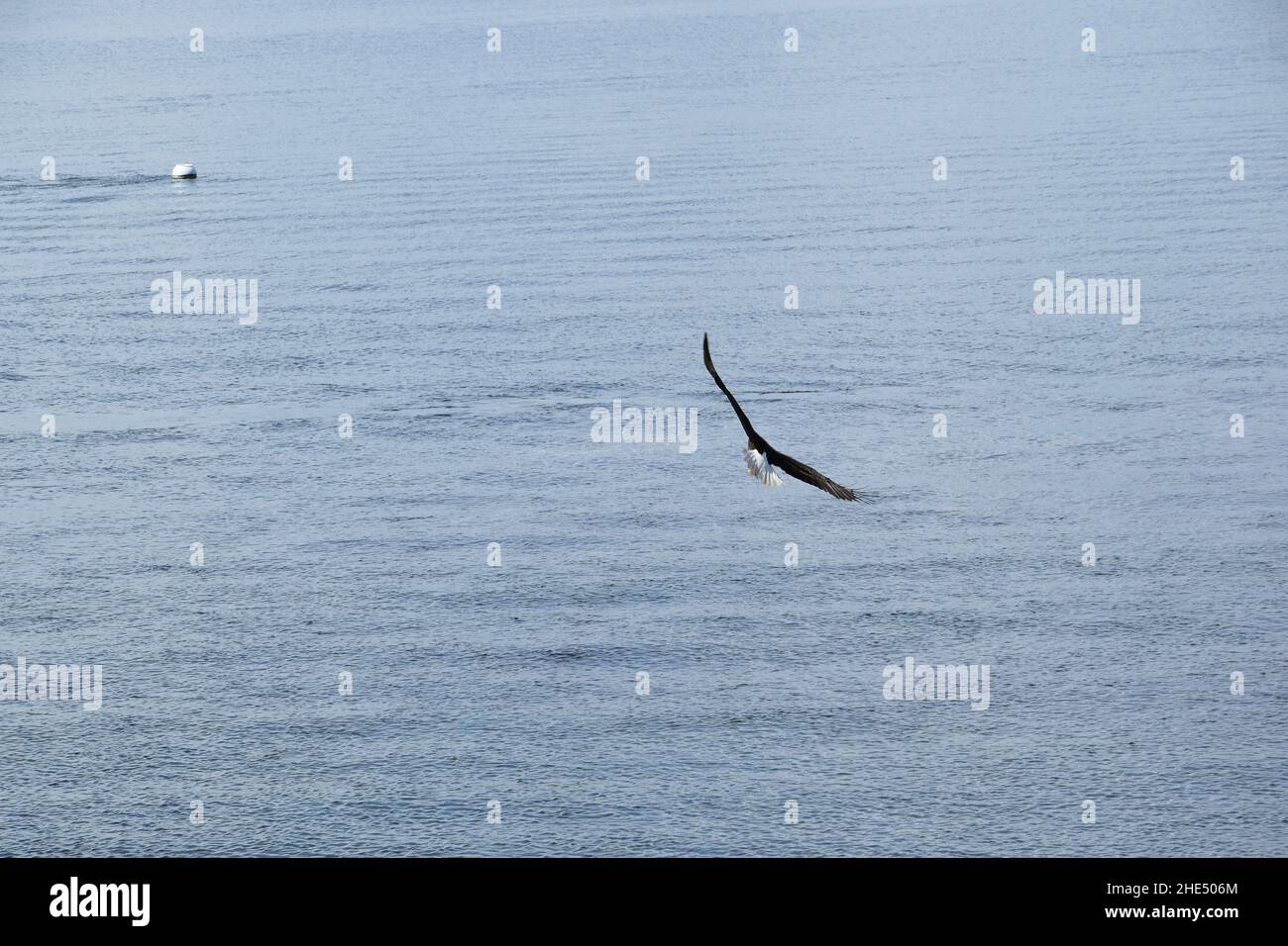 Puget sound bald eagle hi-res stock photography and images - Alamy