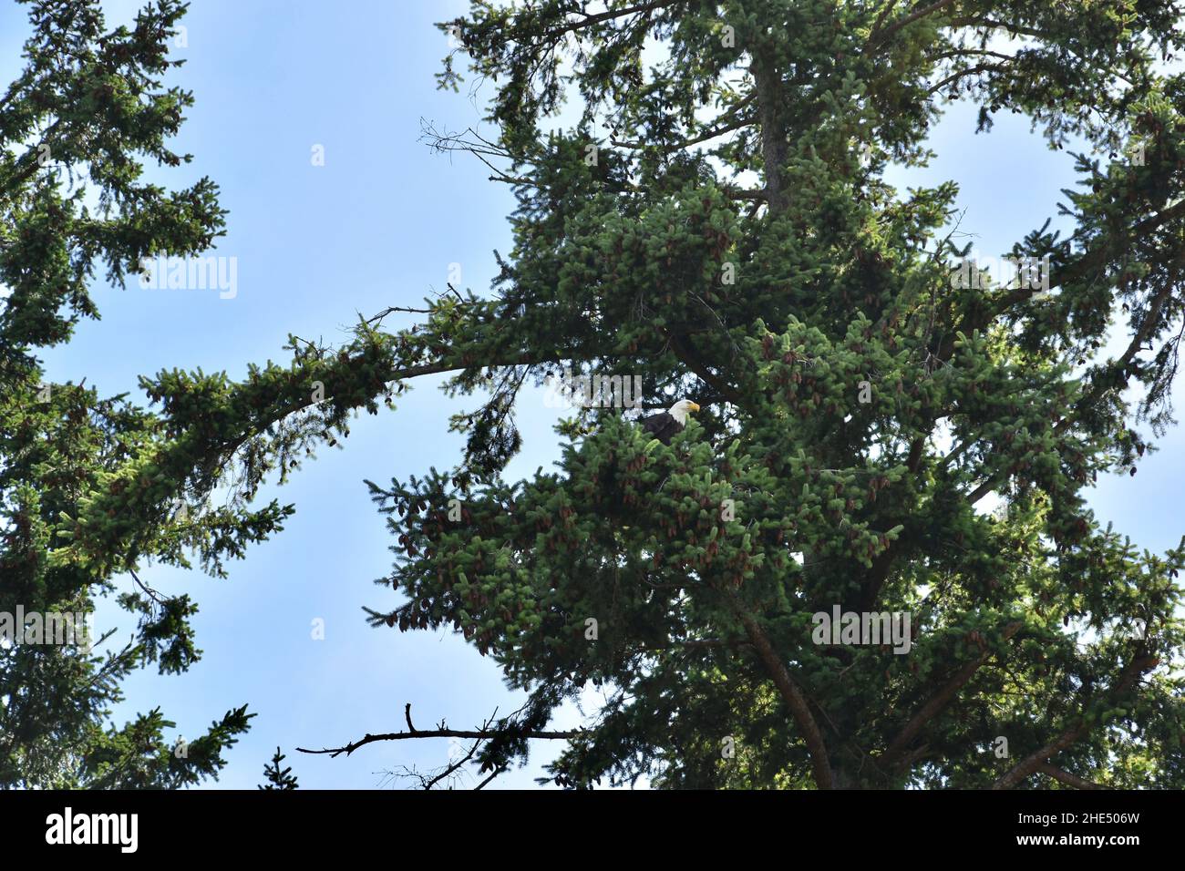 Puget sound bald eagle hi-res stock photography and images - Alamy