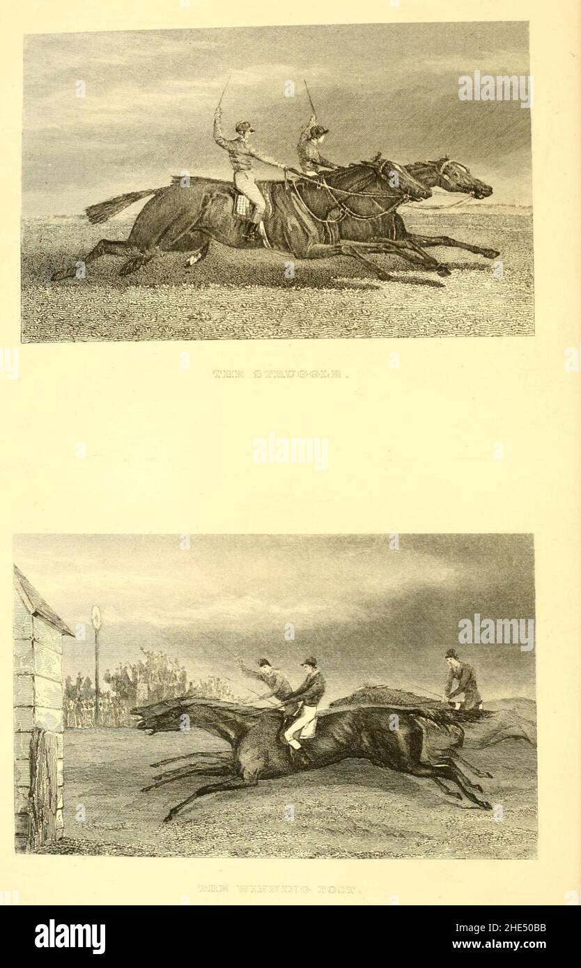 Rural life described and illustrated, in the management of horses, dogs ...