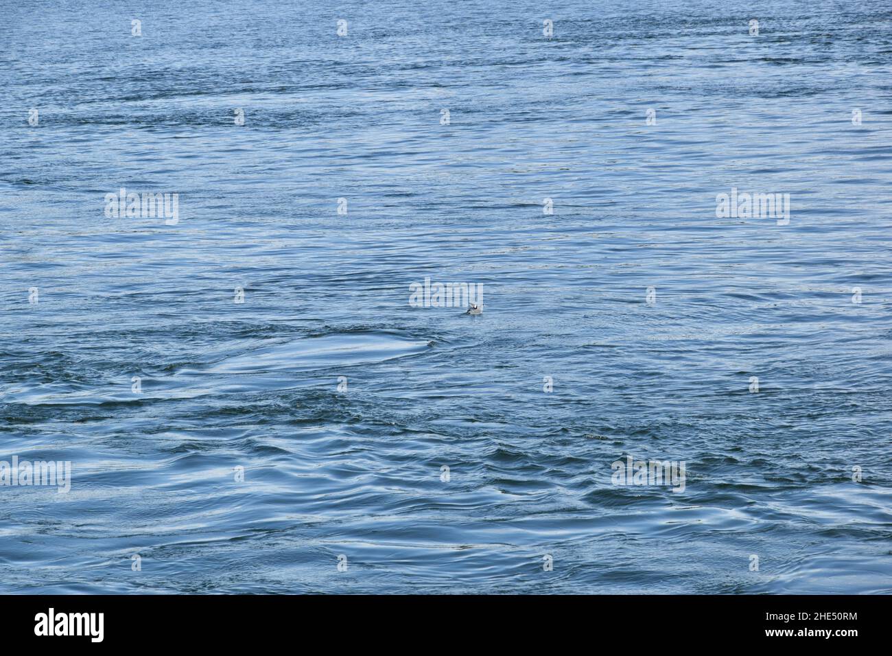 Beautiful Bainbridge Island, Washington Stock Photo - Alamy