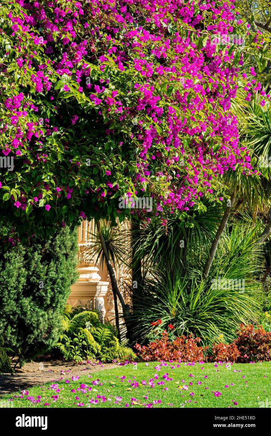 Sunny view of the Balboa Park with Bougainvillea blossom at San Diego ...
