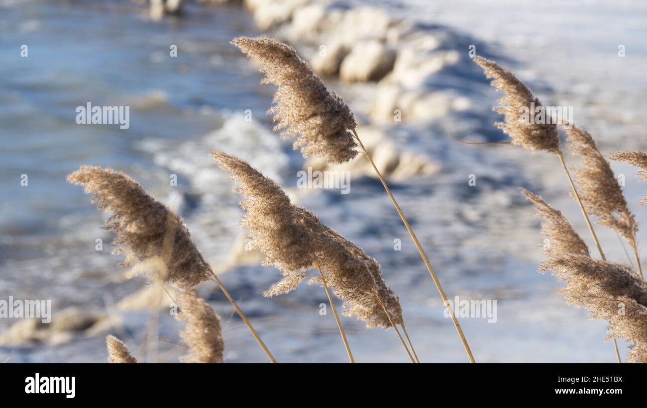 Common reed - aka phragmites - waving in the wind along a snowy Lake ...
