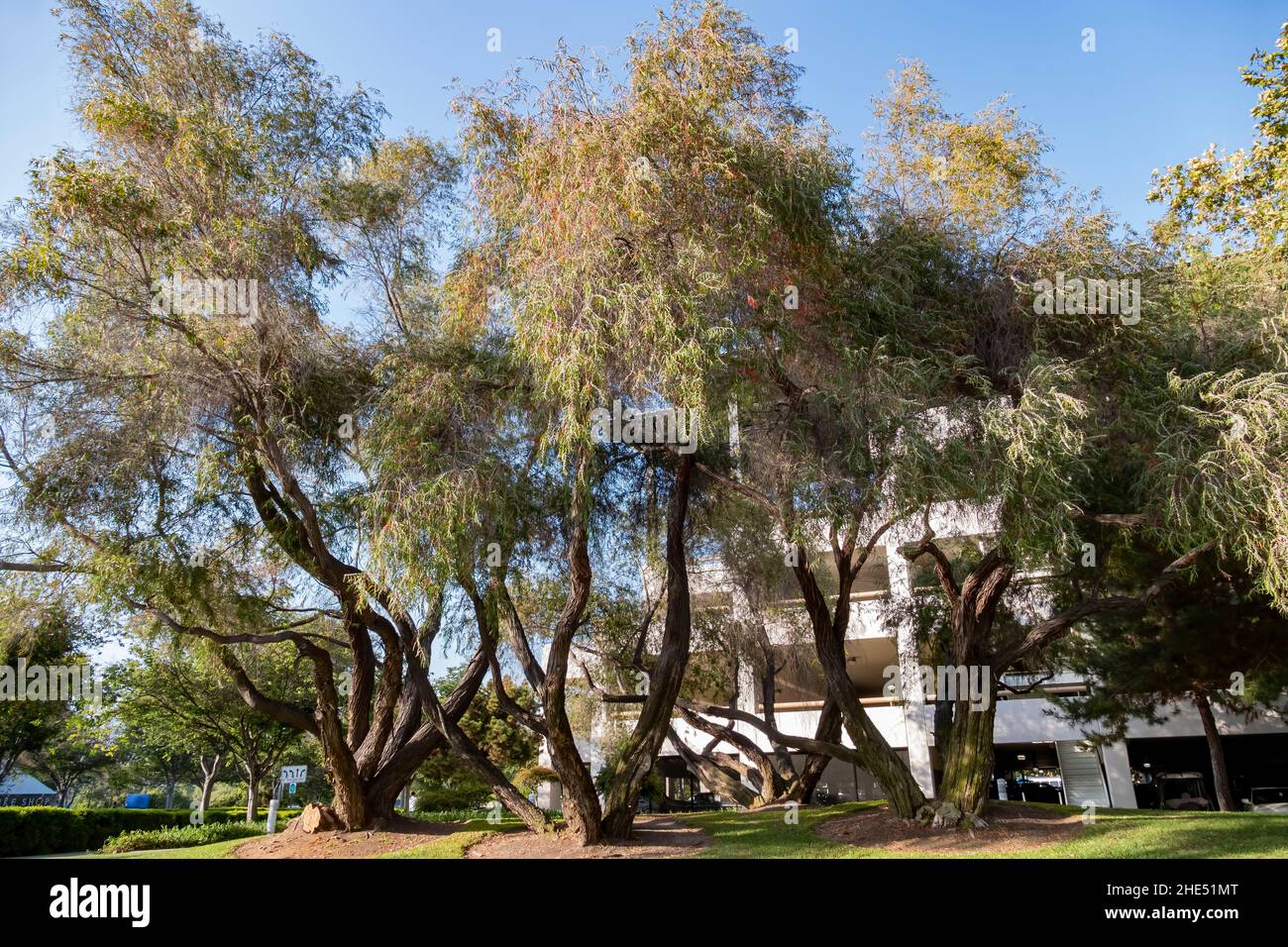 University california irvine campus hi-res stock photography and images ...