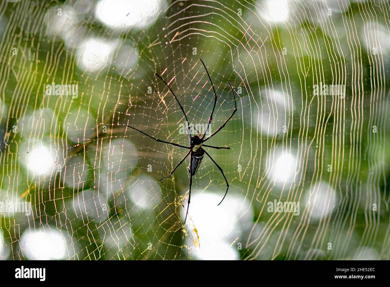 Giant golden orb weaver - Nephila pilipes Stock Photo - Alamy