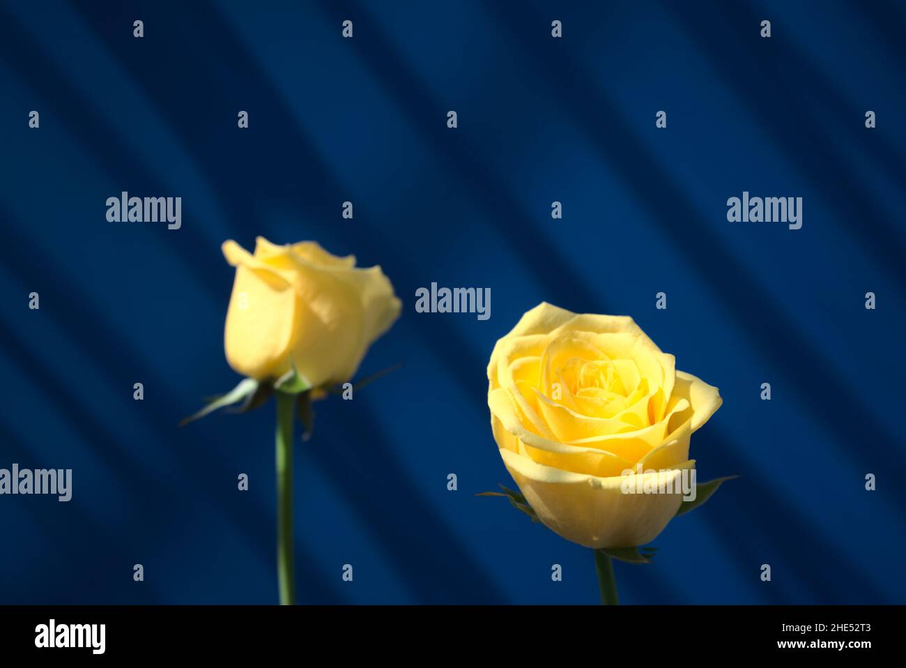 Gold yellow roses with beautiful sunlight center composition against ...