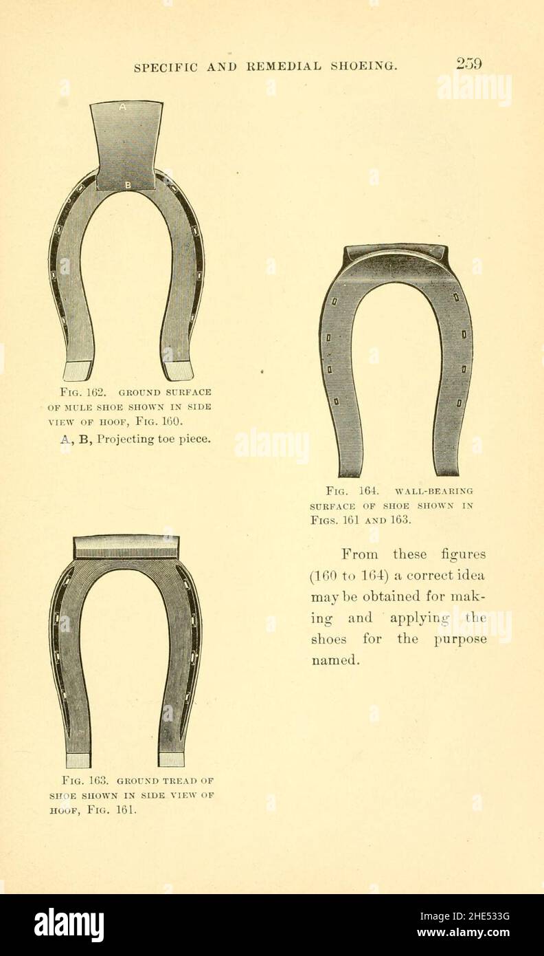 Russell on scientific horseshoeing for leveling and balancing the ...