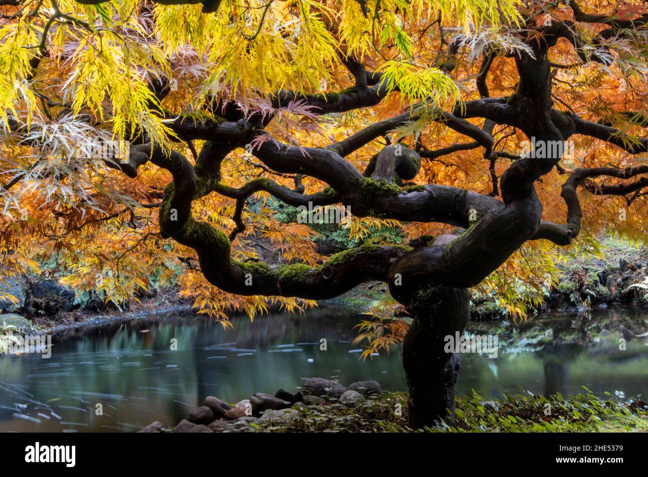 Beautiful Japanese maple tree in autumn. Yellow and orange, vibrant ...