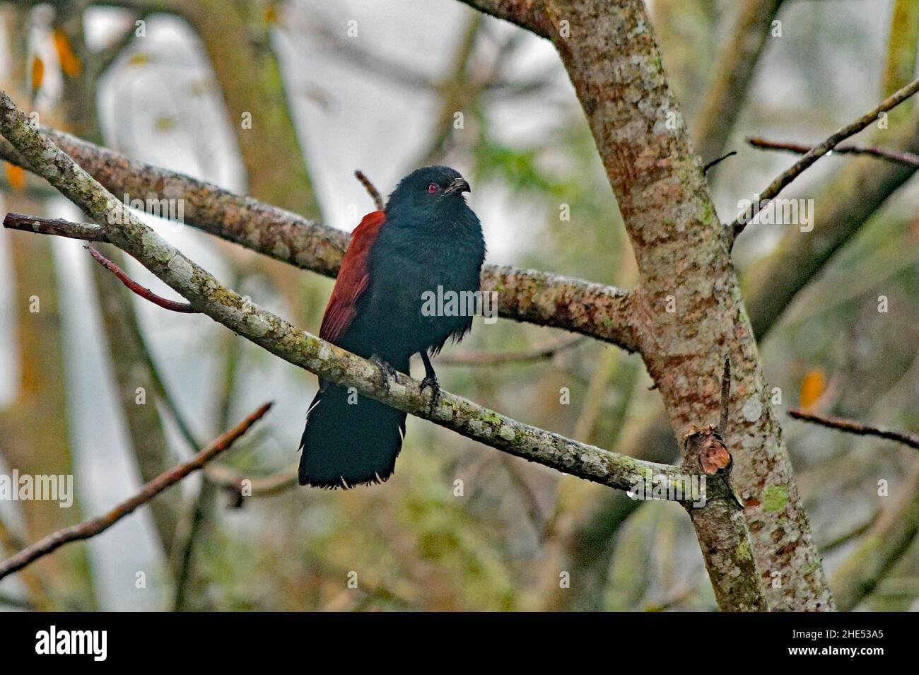 The Greater Coucal aka Centropus sinensis Stock Photo - Alamy