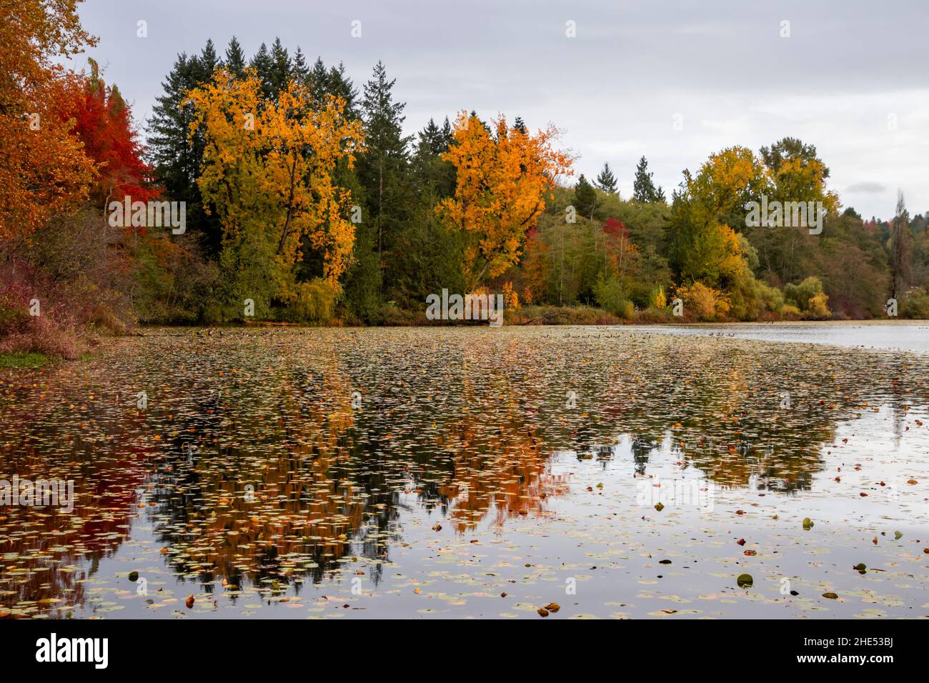 Beautiful autumn water reflection. Stunning trees with red, yellow and ...