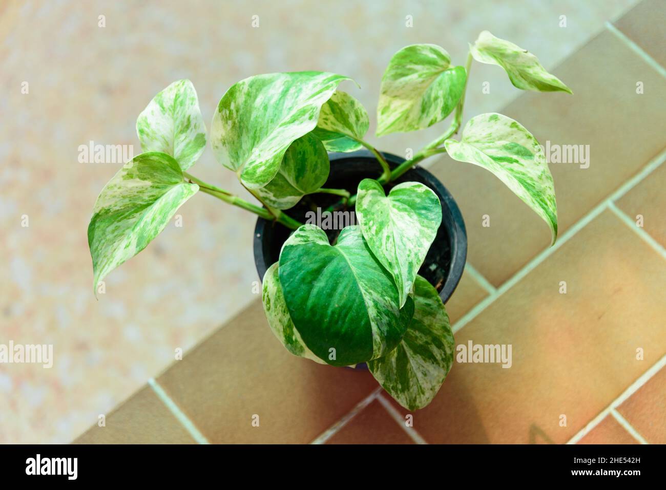 Epipremnum Marble Queen Stock Photo - Alamy