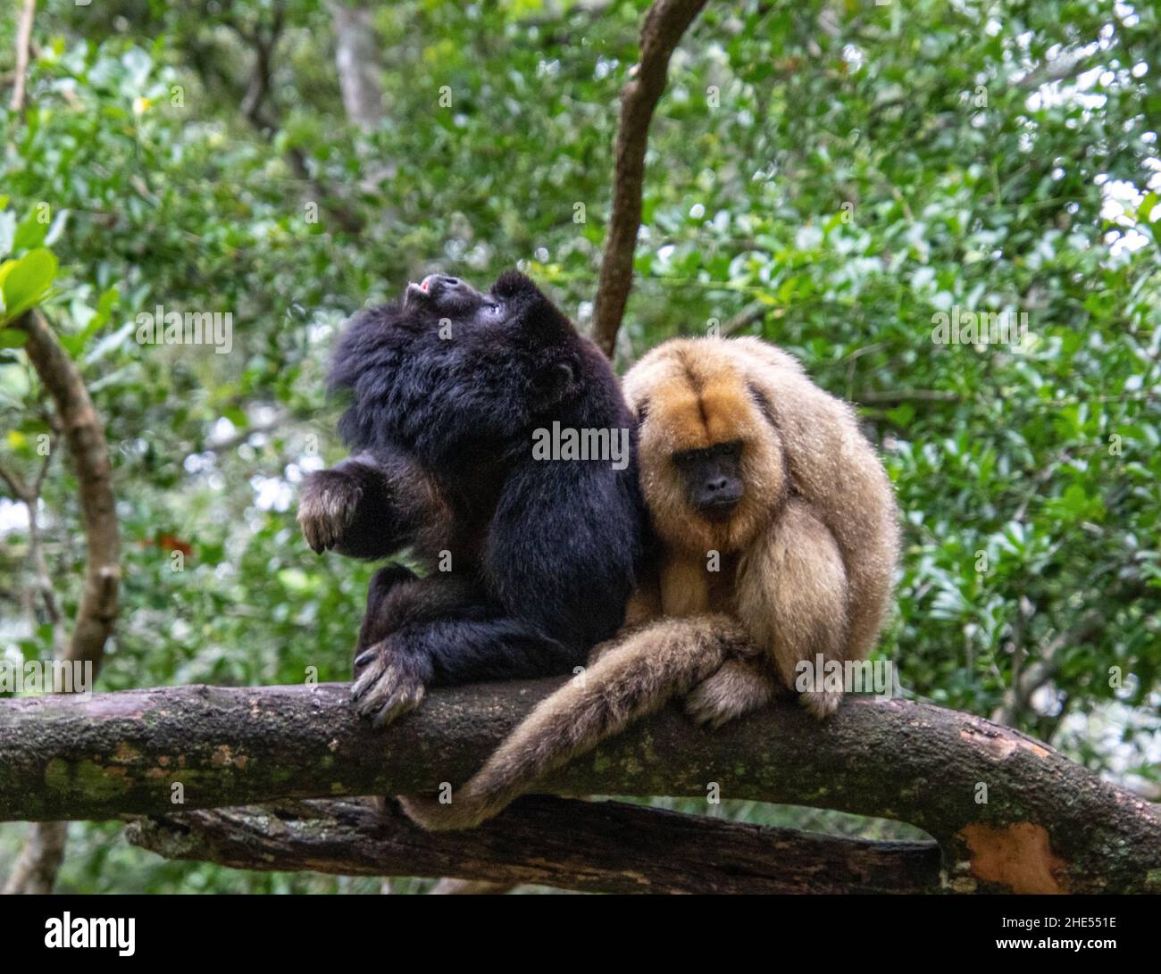 A howler monkey pair at the Monkeyland sanctuary on the Garden Route ...